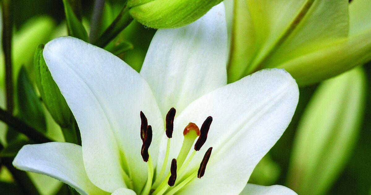 Funeral services pending | Obituaries | dailytimes.com