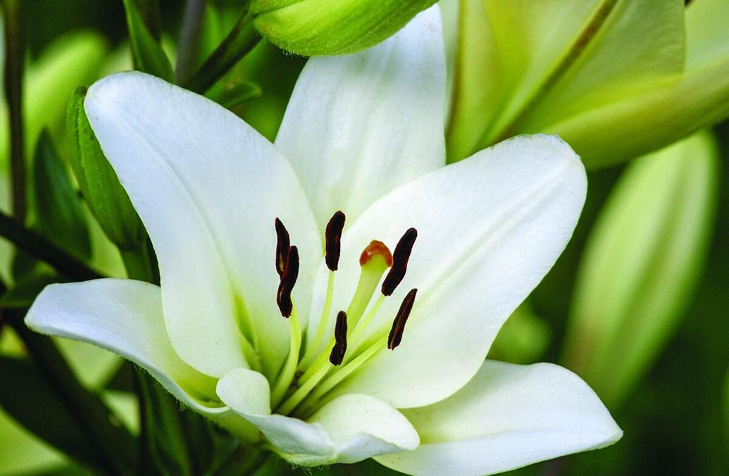 Funeral services pending | Obituaries | dailytimes.com