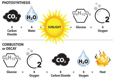 A look at chemistry of photosynthesis and the carbon cycle | Columnists ...