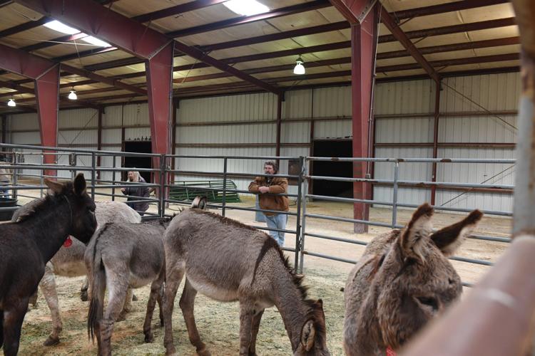 Photo gallery: Wild horse, burro adoption | Multimedia | dailytimes.com