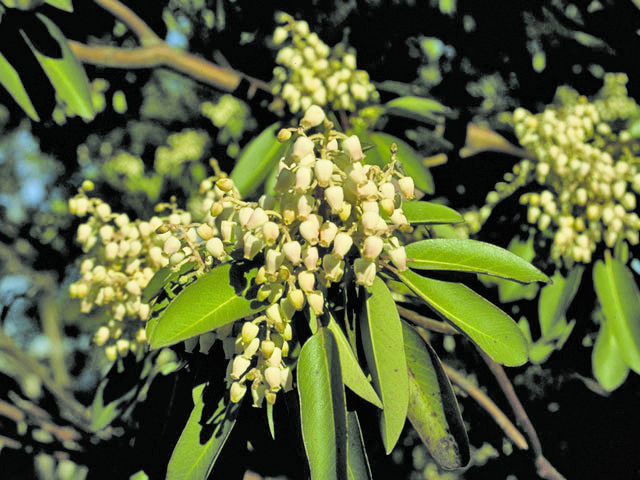 Texas Madrone is a NICE plant for winter | Columnists | dailytimes.com