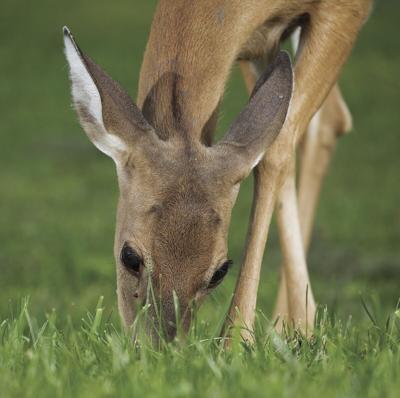 Animals and their food choices | Columnists | dailytimes.com