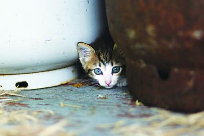 Kerr County’s feeding culture and the feral cat misconception | Opinion ...