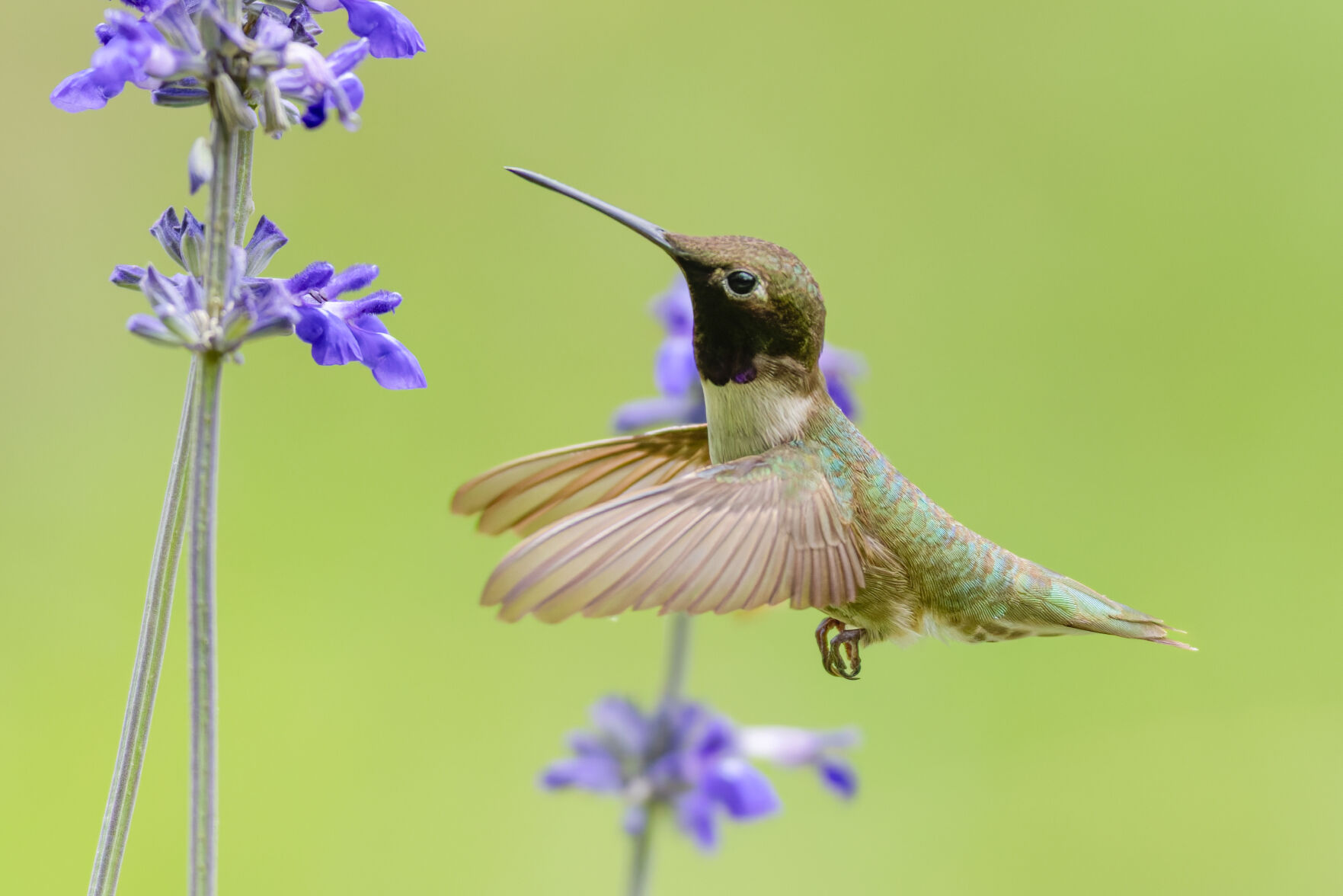 Hummingbirds return to the Hill Country | News | dailytimes.com