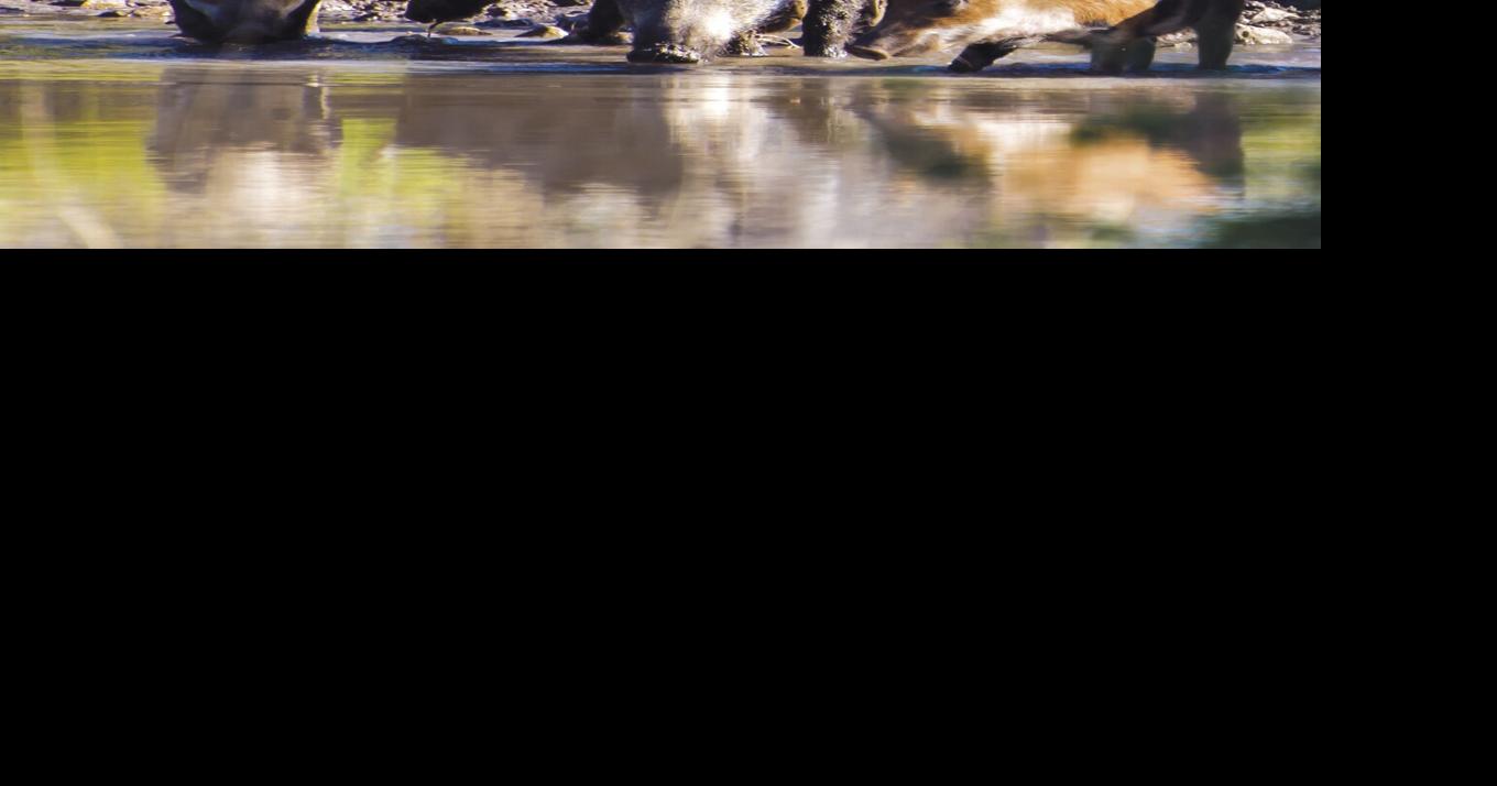 Fighting feral hogs | Local News | dailytimes.com