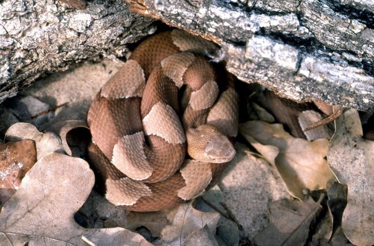Game warden: Be on the look out for snakes | News | dailytimes.com