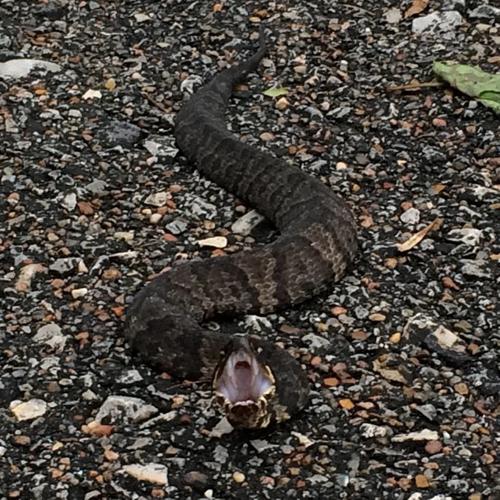 Game warden: Be on the look out for snakes | News | dailytimes.com