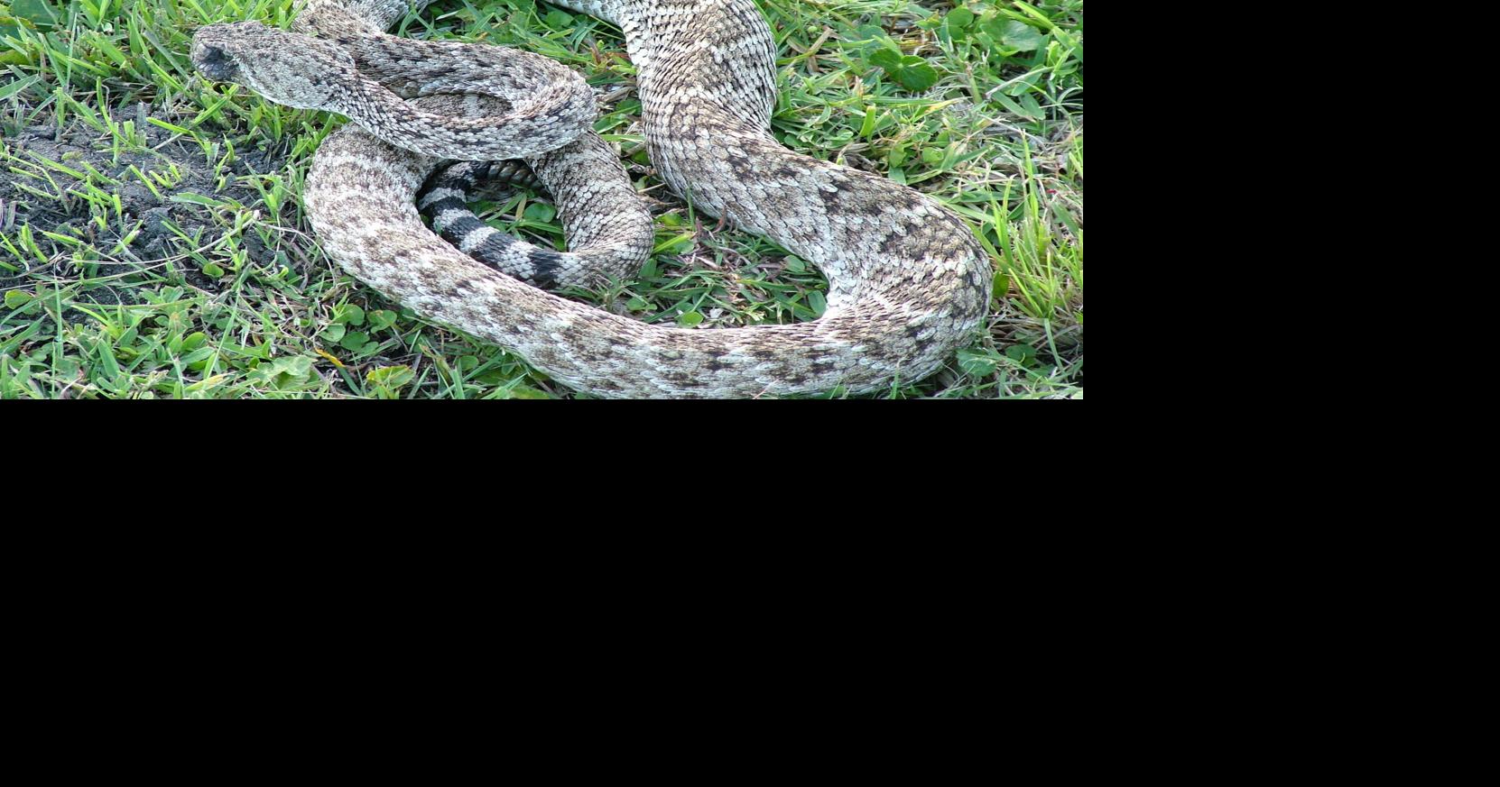 Game warden: Be on the look out for snakes | News | dailytimes.com