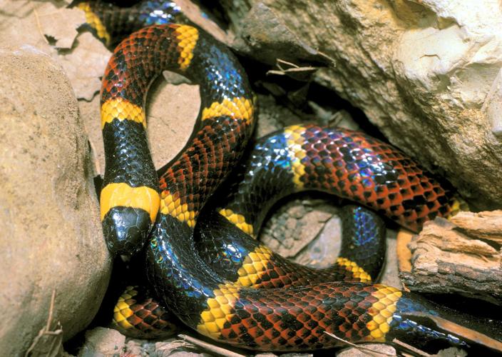 Game warden: Be on the look out for snakes | News | dailytimes.com