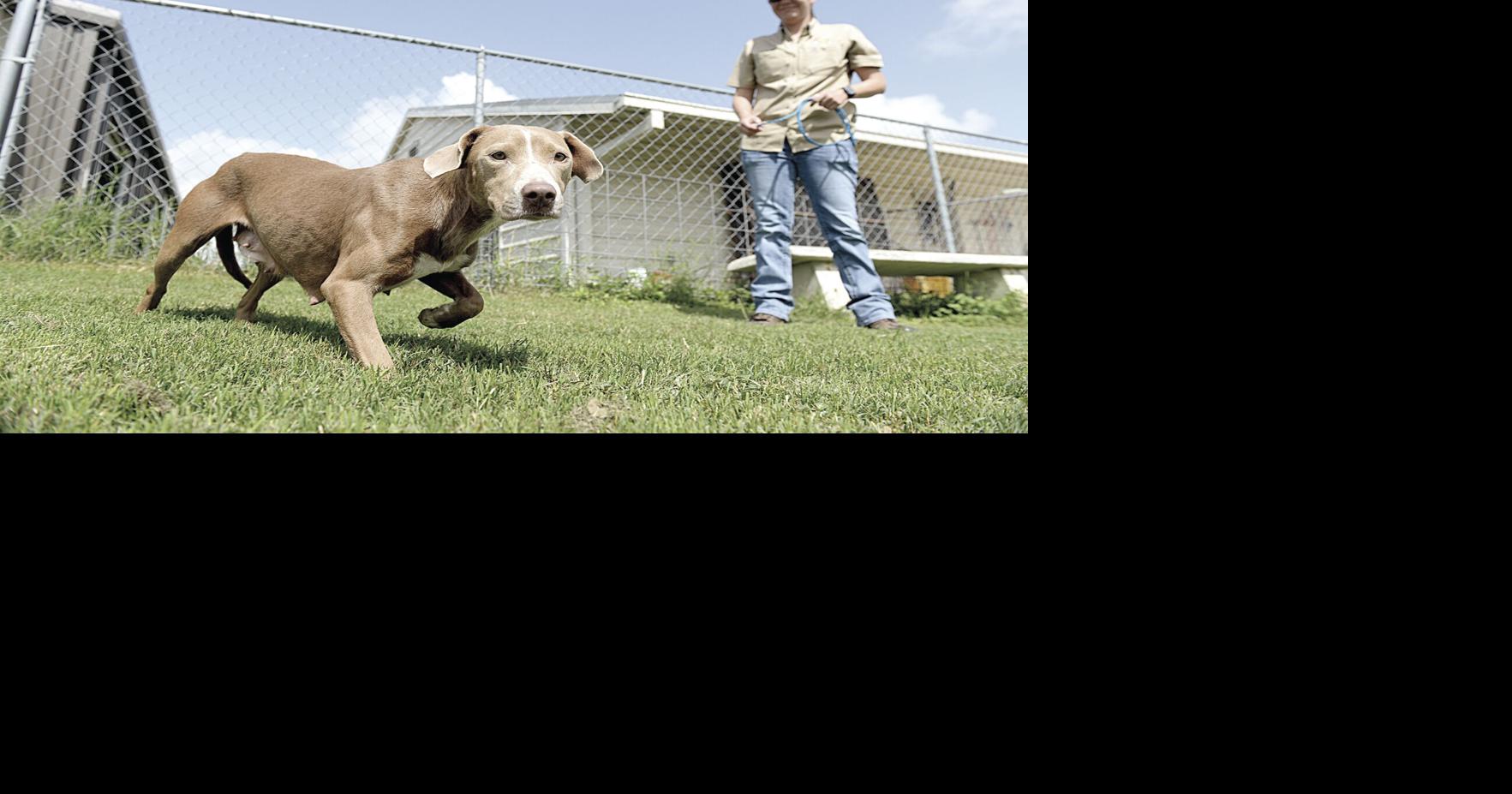 The perfect pet is at Kerr County Animal Control and Shelter | News ...