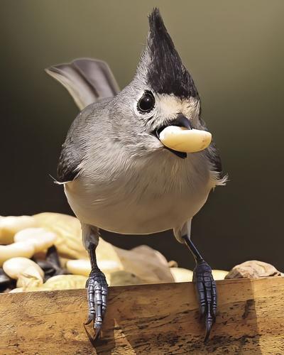 ‘Bird City’ fete | News | dailytimes.com