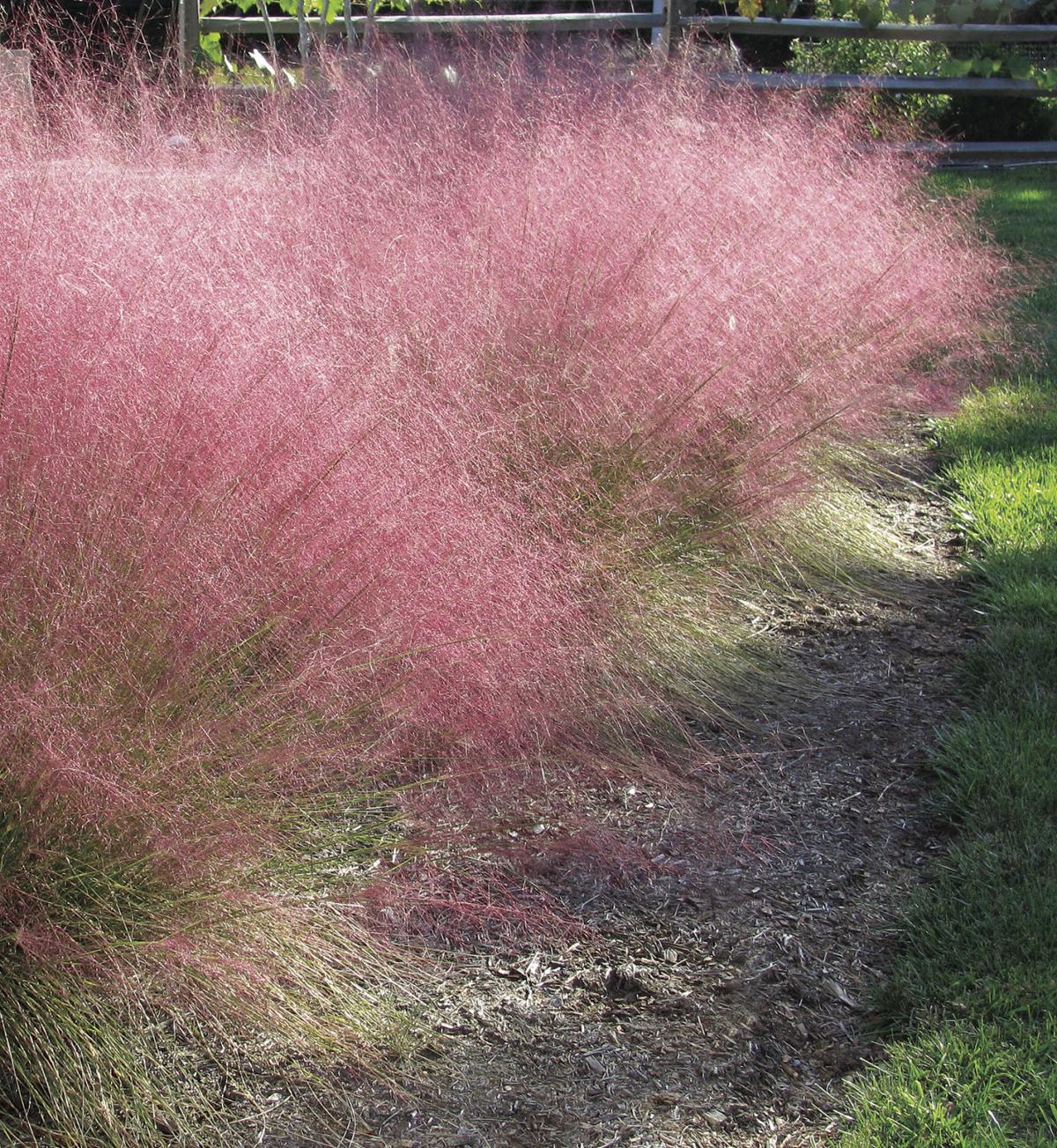 Gulf Muhly A Nice Grass To Add Fall Color Columnists