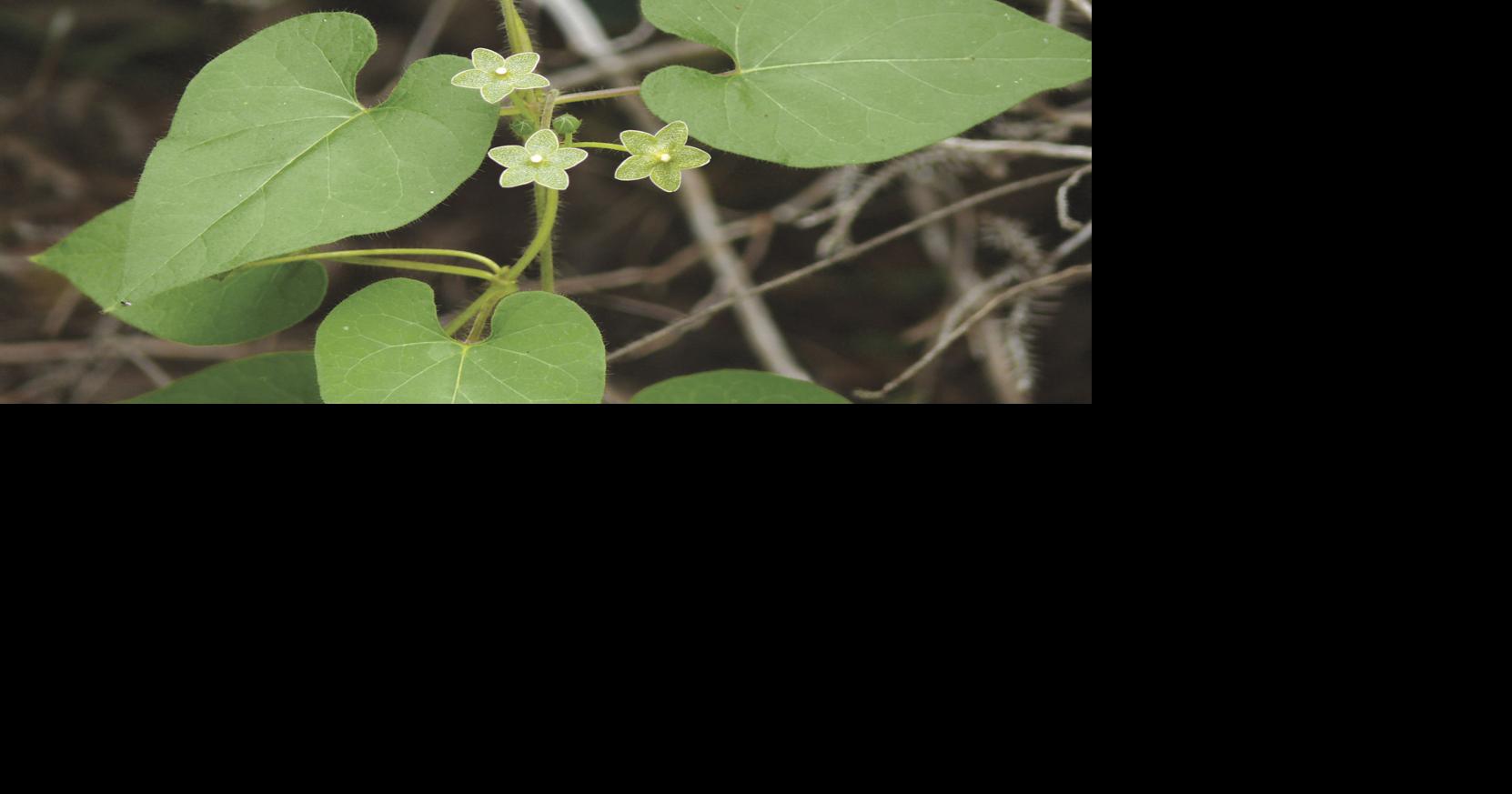 Native vines: A nice addition to the landscape | Columnists ...