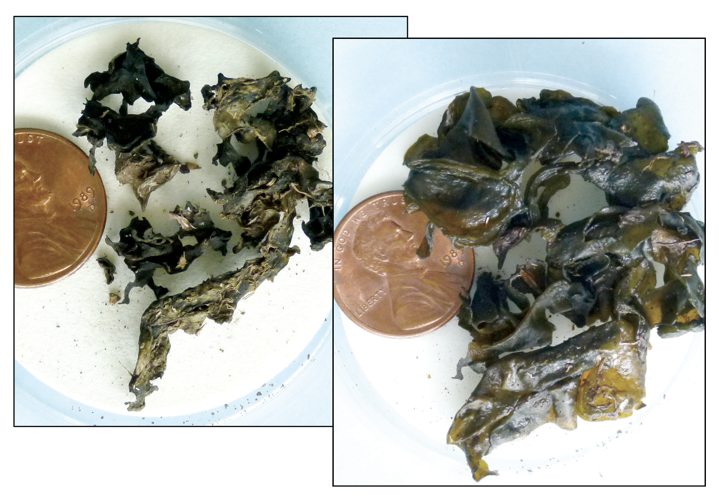 Have you ever seen a biological soil crust? | Lifestyles | dailytimes.com