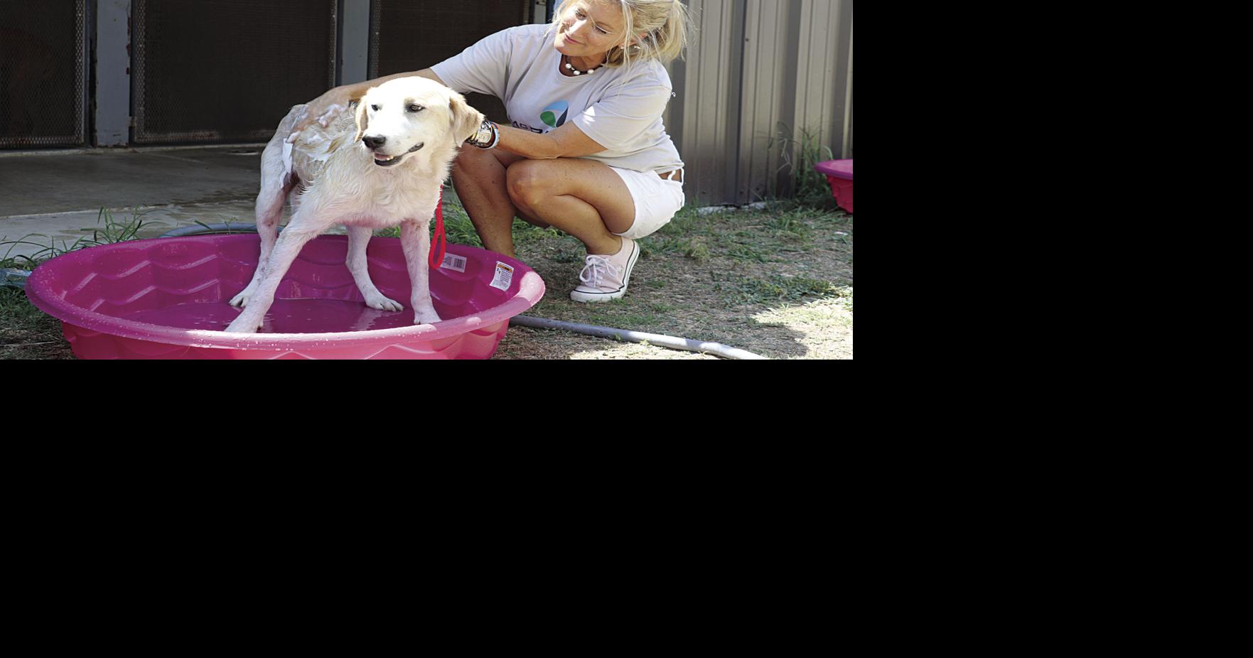 Animal Services seeks volunteers to assist with dog wash event | Local ...