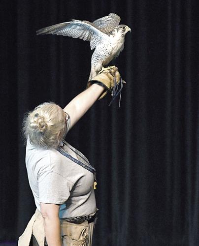 Summer fun takes flight: Raptor show awes young audience | Local News ...