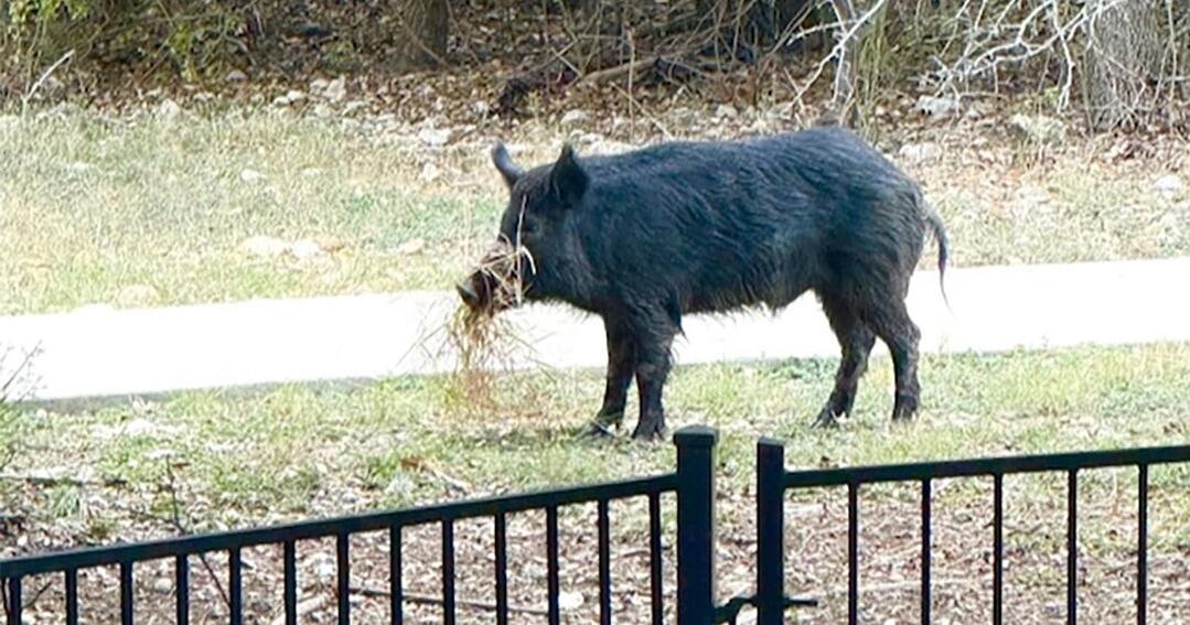 Texas A&M AgriLife publication focuses on urban, suburban feral hog ...