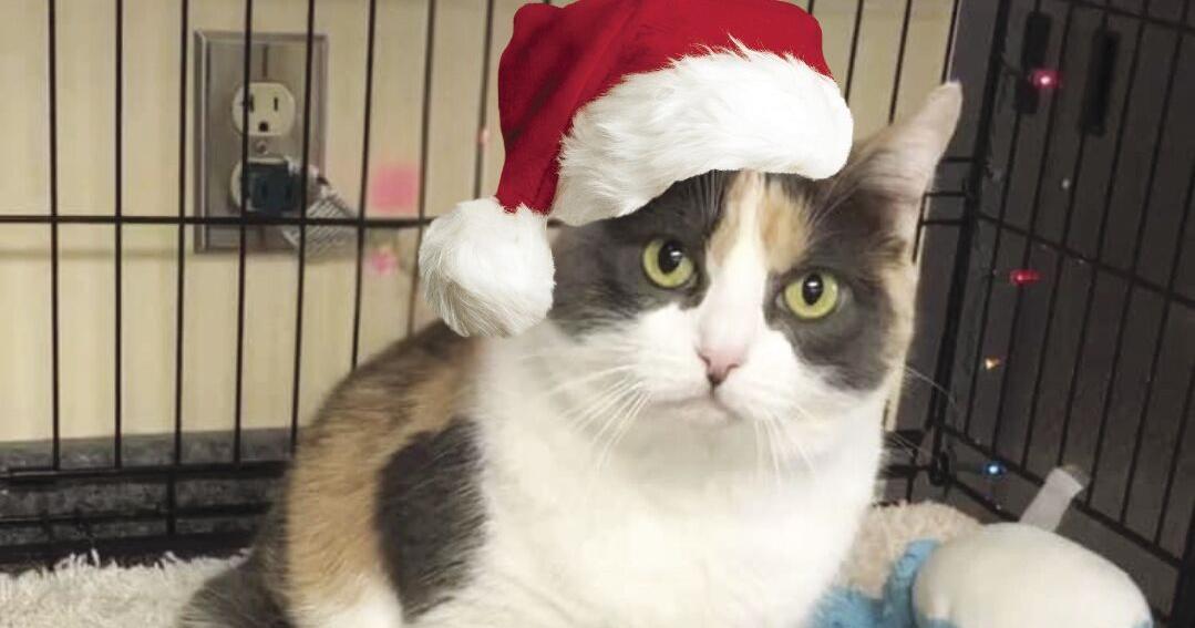 Holiday pet safety tips from AWS Freeman-Fritts Animal Shelter ...
