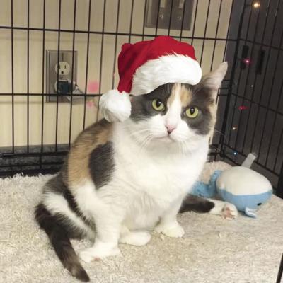 Holiday pet safety tips from AWS Freeman-Fritts Animal Shelter ...