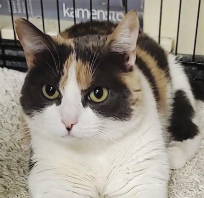 AWS Freeman-Fritts teams up with shelter cat Kimmie to share mission ...