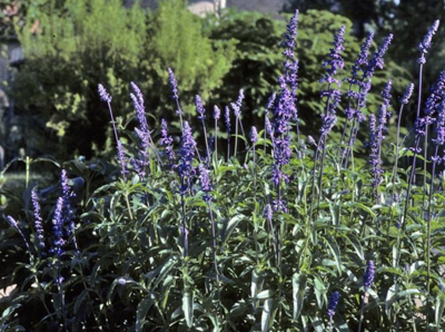 Wildflower of the year: Mealy blue sage | Columnists | dailytimes.com