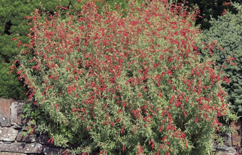 Flame acanthus: A NICE plant for a hot Hill Country summer | Home And ...