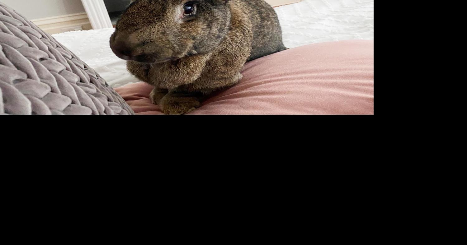 UCD surgeons fix rabbit’s eye | UC Davis | davisenterprise.com