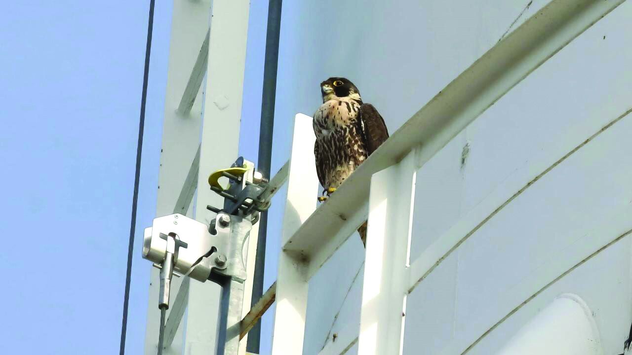 Peregrine falcons move into UCD water tower | News | davisenterprise.com