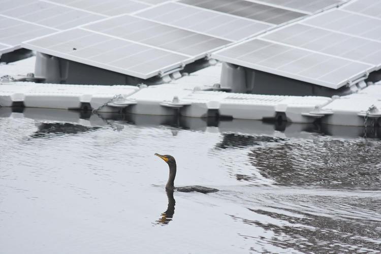 UCD: Helping birds coexist with floating solar energy | News ...