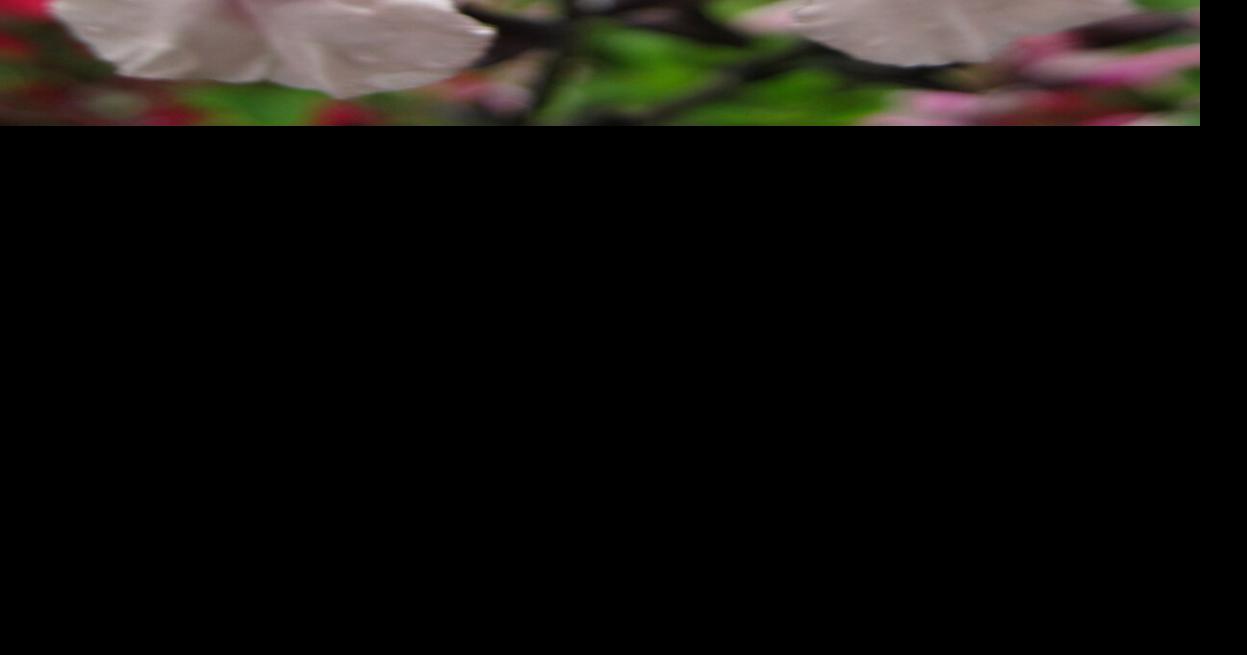 11.01 Don Shor photos | Do-not-import | davisenterprise.com