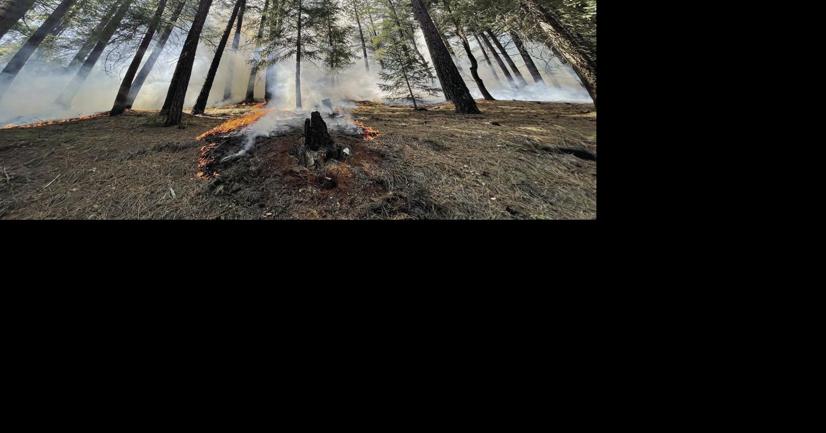 UCD: Less-severe forest fires can reduce intensity of future blazes ...