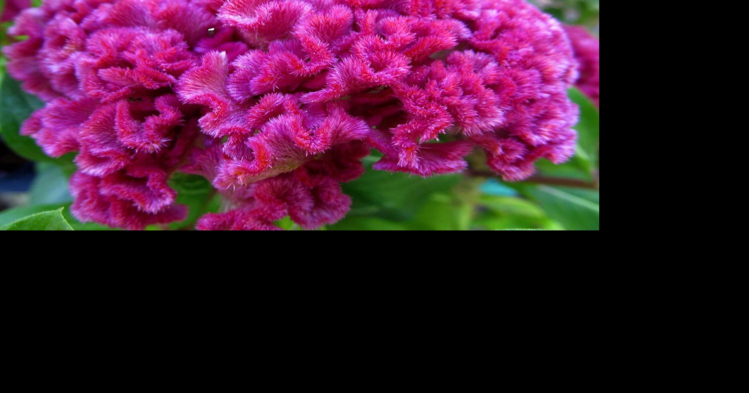 Don Shor: Gardening tips for May | Features | davisenterprise.com