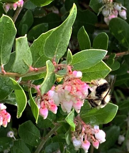 Who won the UCD bumblebee contest? | Features | davisenterprise.com