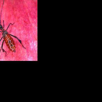 Ask a Master Gardener: Big bugs feast on pomegranates | Features ...