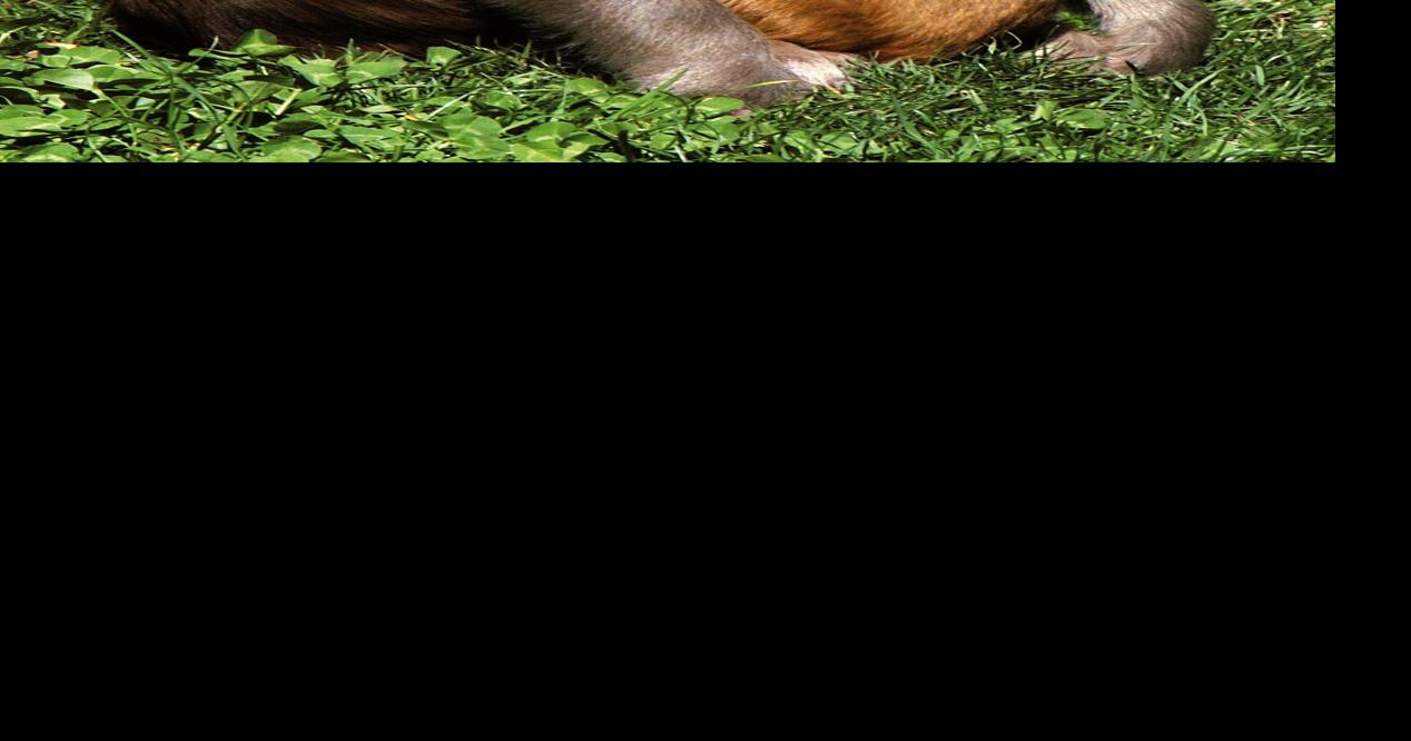 Monkey teeth a window to neanderthal weaning | UC Davis ...