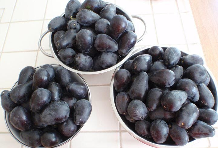 Don Shor: Growing your own avocados | Gardening | davisenterprise.com