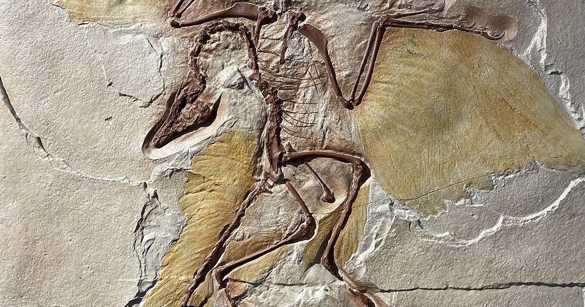 Explorit: Old bird has plenty to teach us | Features | davisenterprise.com