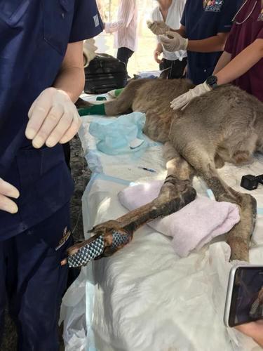 UCD vets treat kangaroo burn victims in Australia | News ...