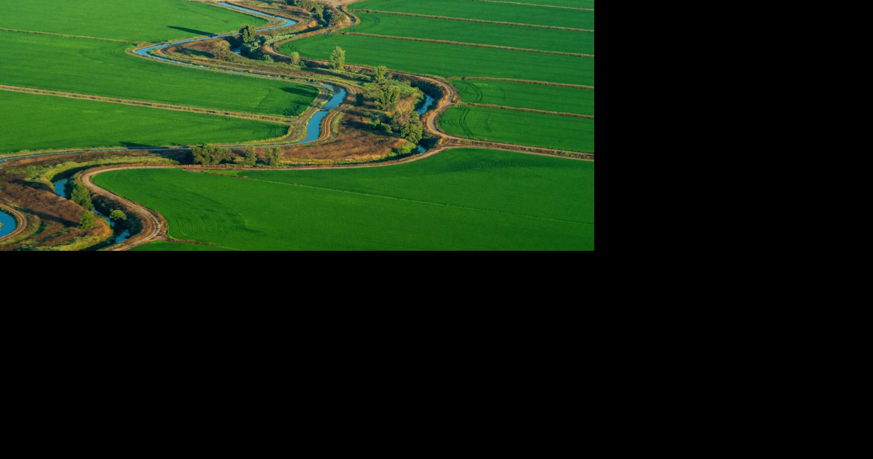 rice fields richmond
