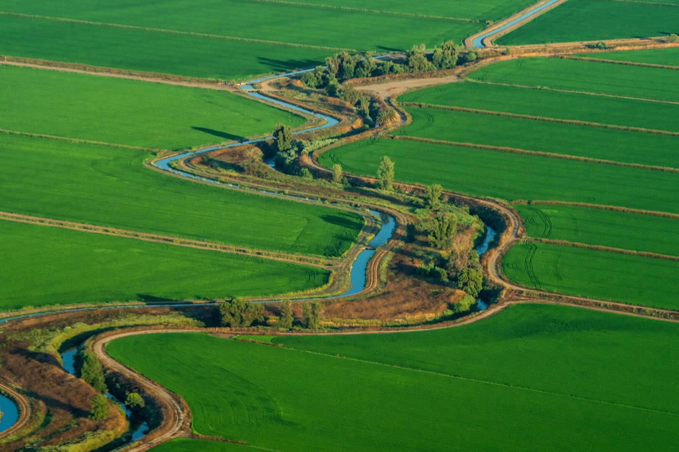 american rice fields