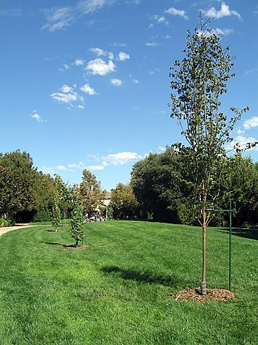 Consult Tree Davis’ new guide for best species to plant | Agriculture ...