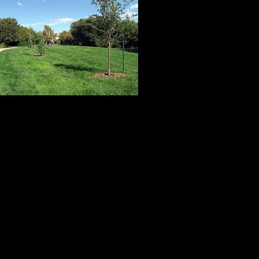 Consult Tree Davis’ new guide for best species to plant | Agriculture ...