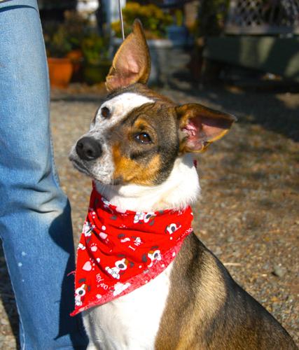 Mr. Fib and Oreo photos | Do-not-import | davisenterprise.com