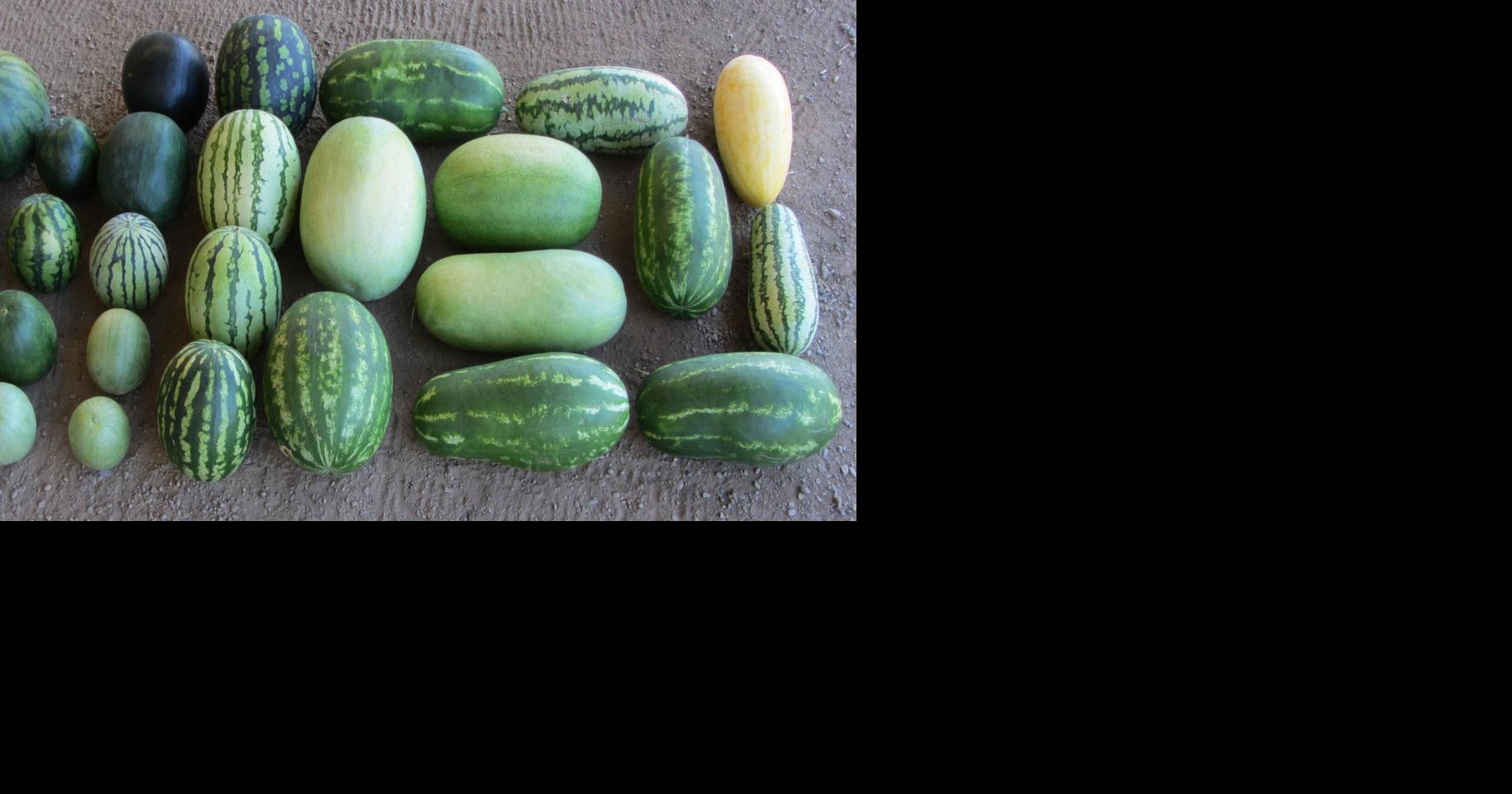 Watermelon photos | Do-not-import | davisenterprise.com