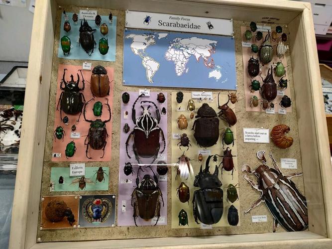 Beetles fans swarm Bohart on Sunday | UC Davis | davisenterprise.com