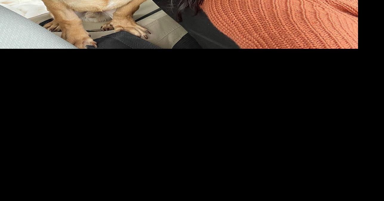 Paws for Thought: Pet gifts to get them playing | Pets ...