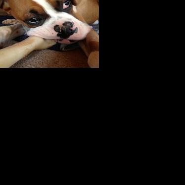 Boxer recovers from foxtail-induced infections | News | davisenterprise.com