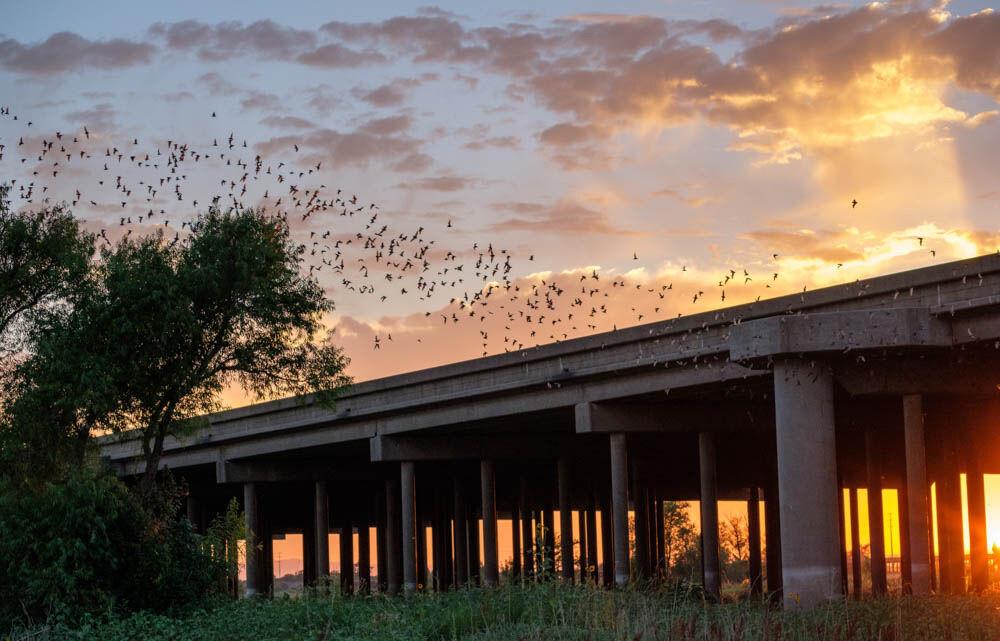 Volunteers Wanted: Join Yolo Basin Foundation's Bat Talk & Tours this ...