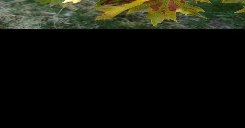 Don Shor: Reducing water use in a drought | Features | davisenterprise.com