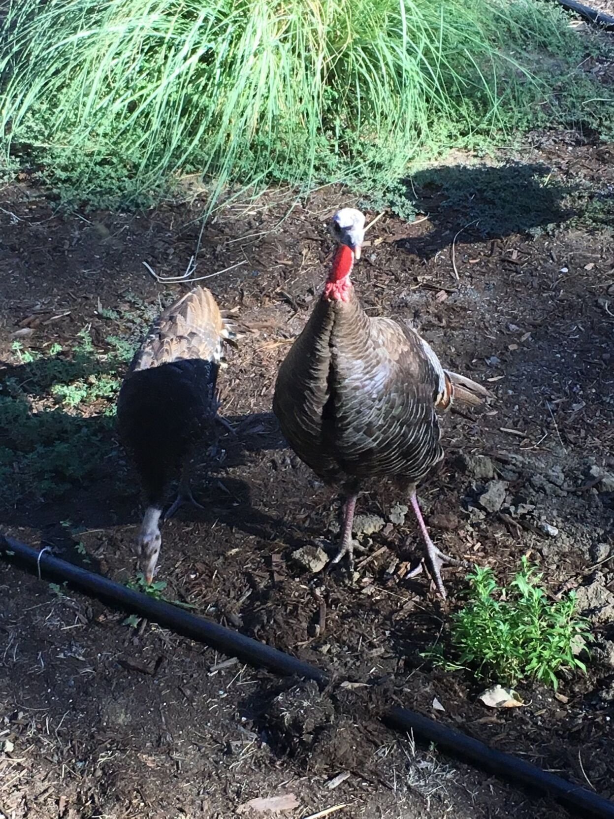 Explorit: Wishbone science for Turkey Day | Features | davisenterprise.com